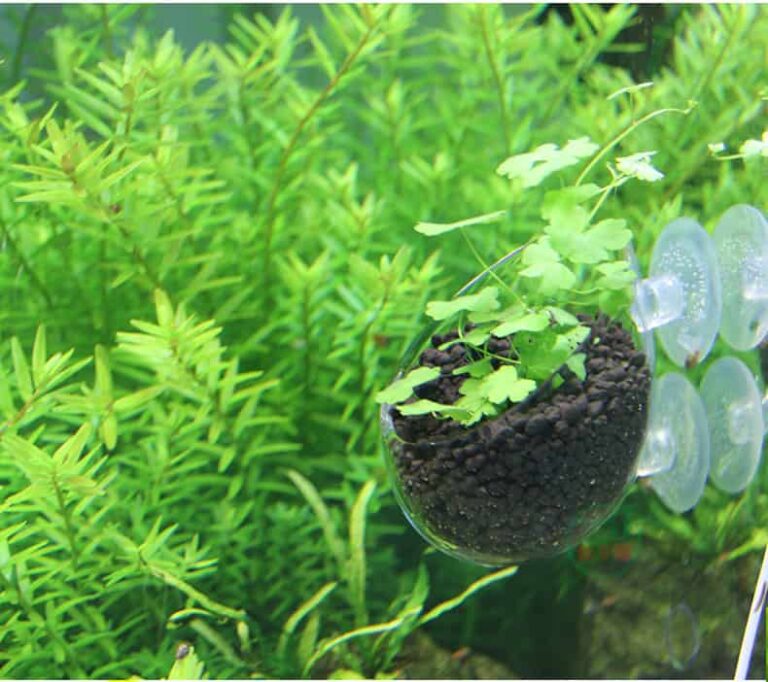 Buy Chihiros Glass Pot | Fine Pebble Aquarium
